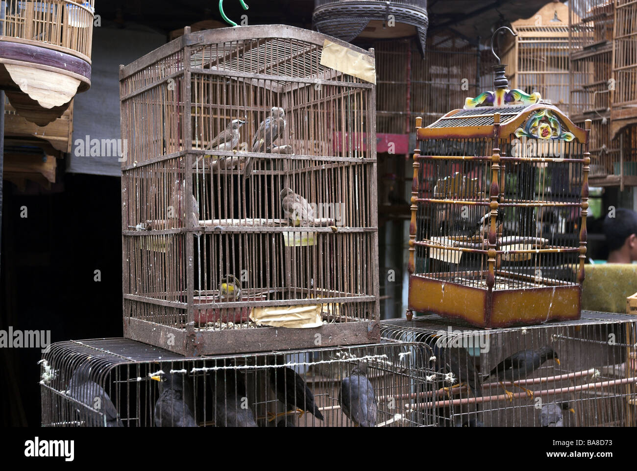 Bird Market, Pasar Burung, Jakarta, Indonesia Stock Photo - Alamy