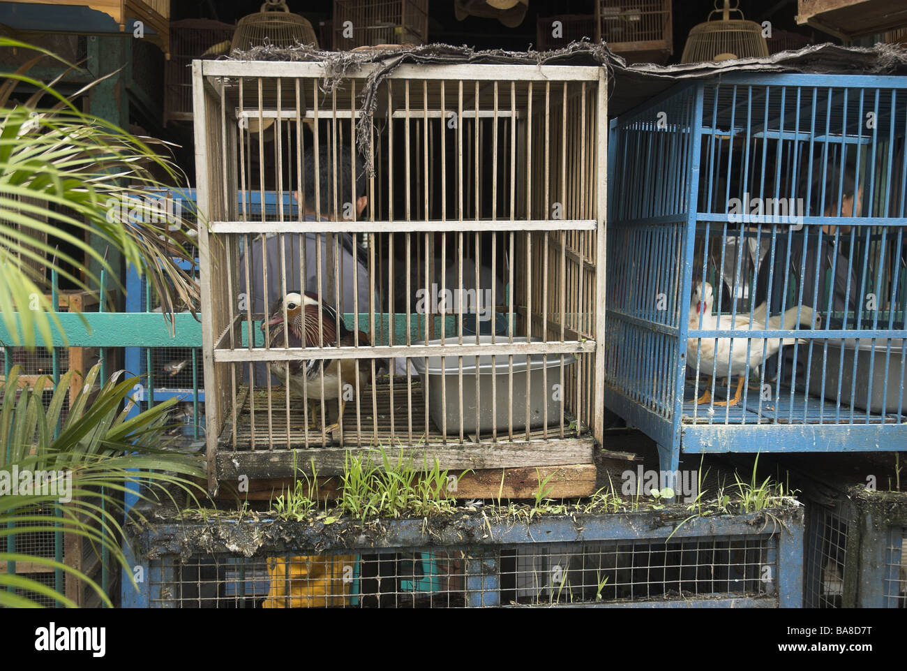 Bird Market, Pasar Burung, Jakarta, Indonesia Stock Photo - Alamy