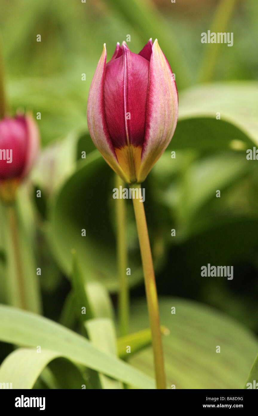 Species tulip Persian Pearl Stock Photo - Alamy