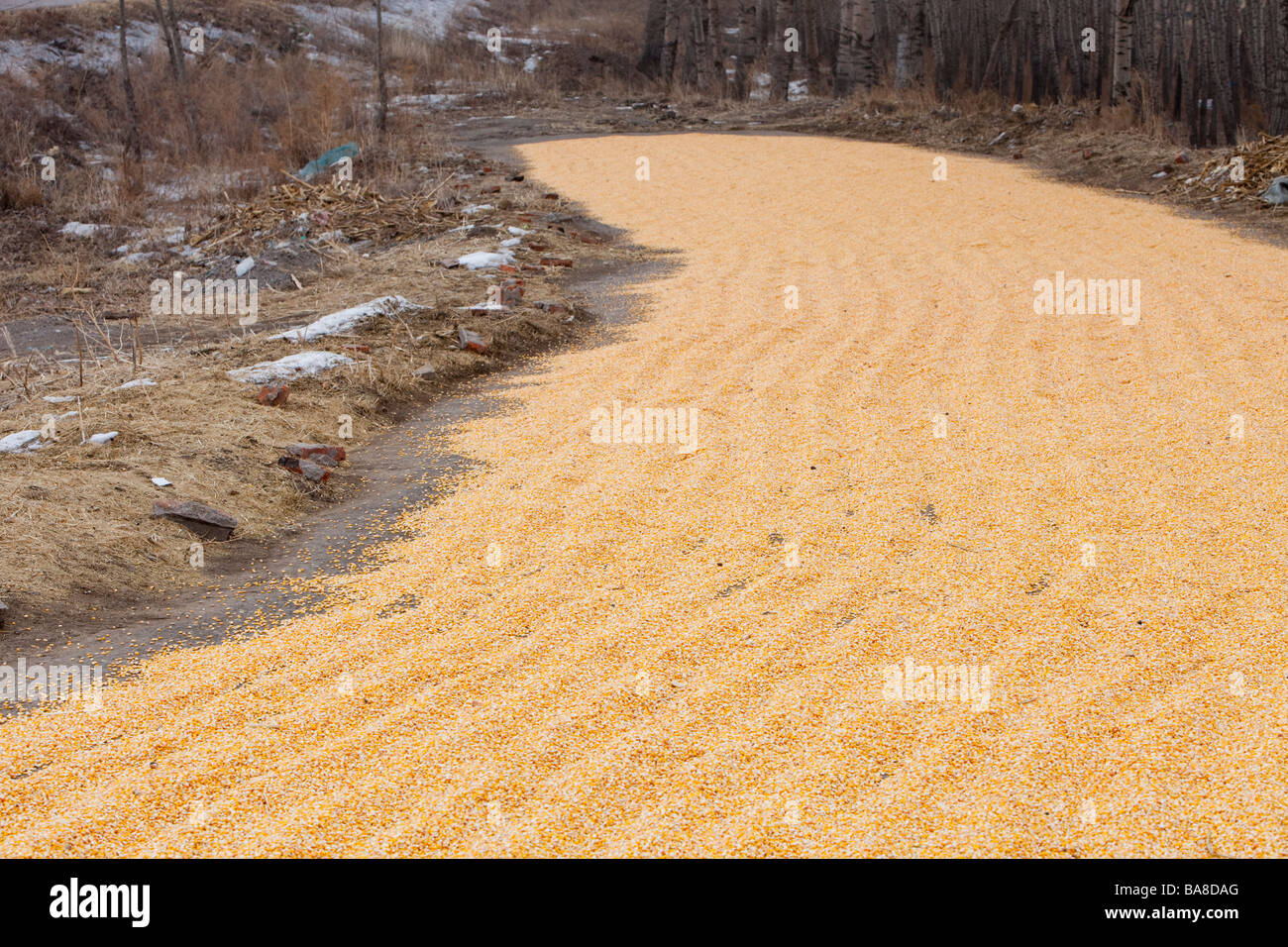 Maize drying in Northern China Stock Photo - Alamy