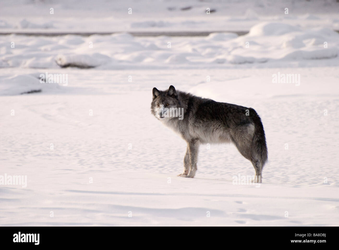 Alberta, Canada; Gray wolf (Canis lupus) in the snow Stock Photo - Alamy