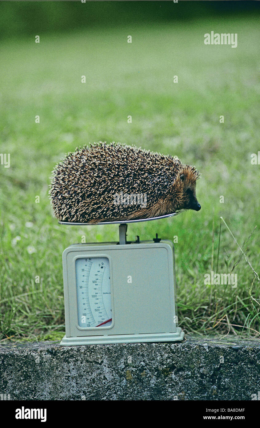 Hedgehog on scale Stock Photo - Alamy
