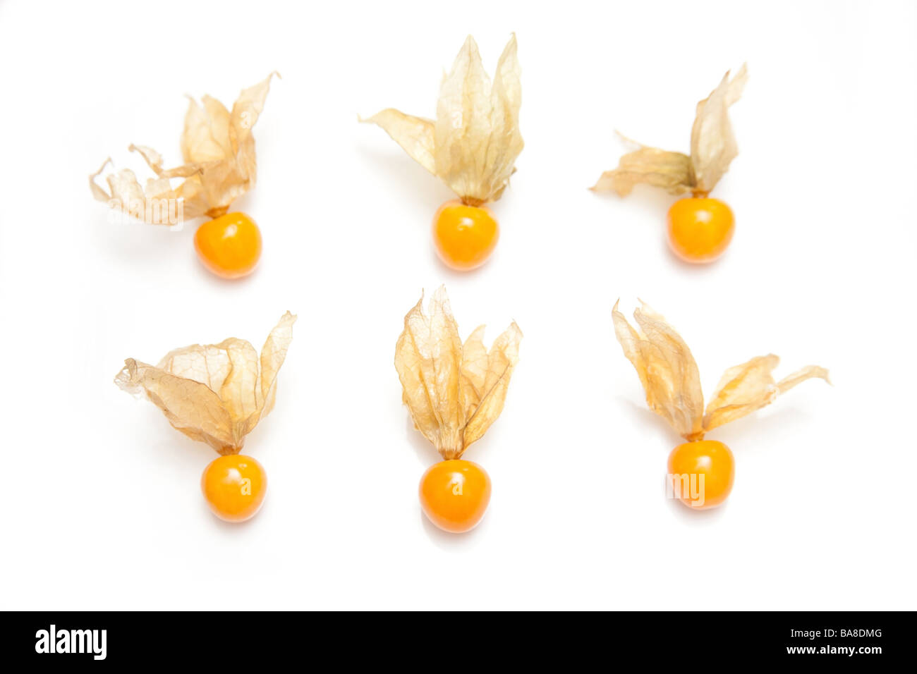 Physalis isolated on a white studio background Stock Photo - Alamy