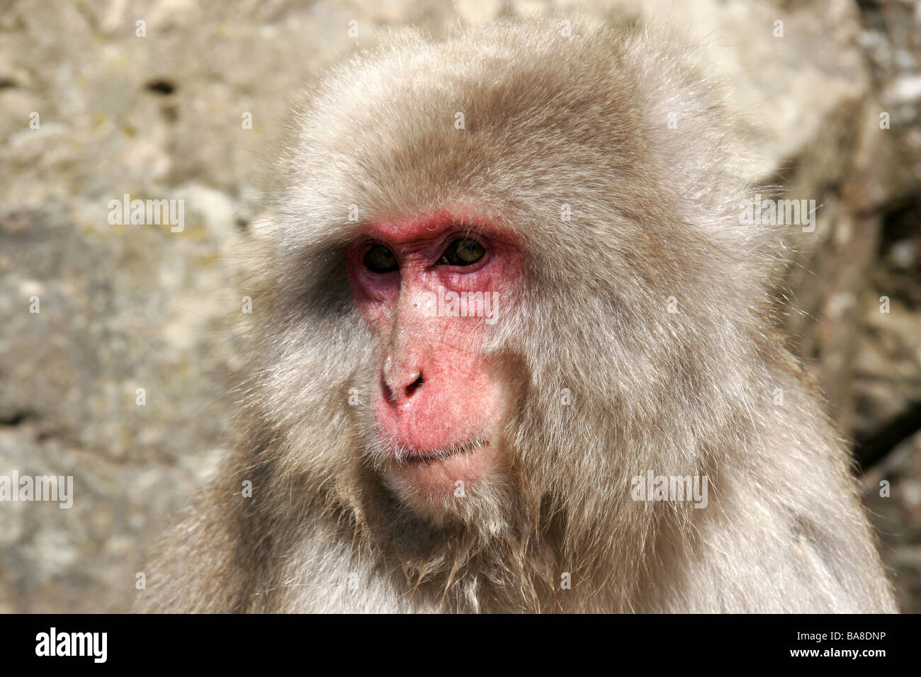 Snow monkey in Jpaan Stock Photo - Alamy
