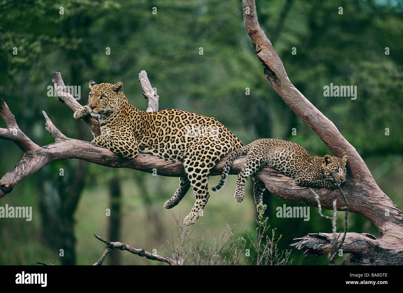 Leopard with cub - lying on branch / Panthera pardus Stock Photo - Alamy