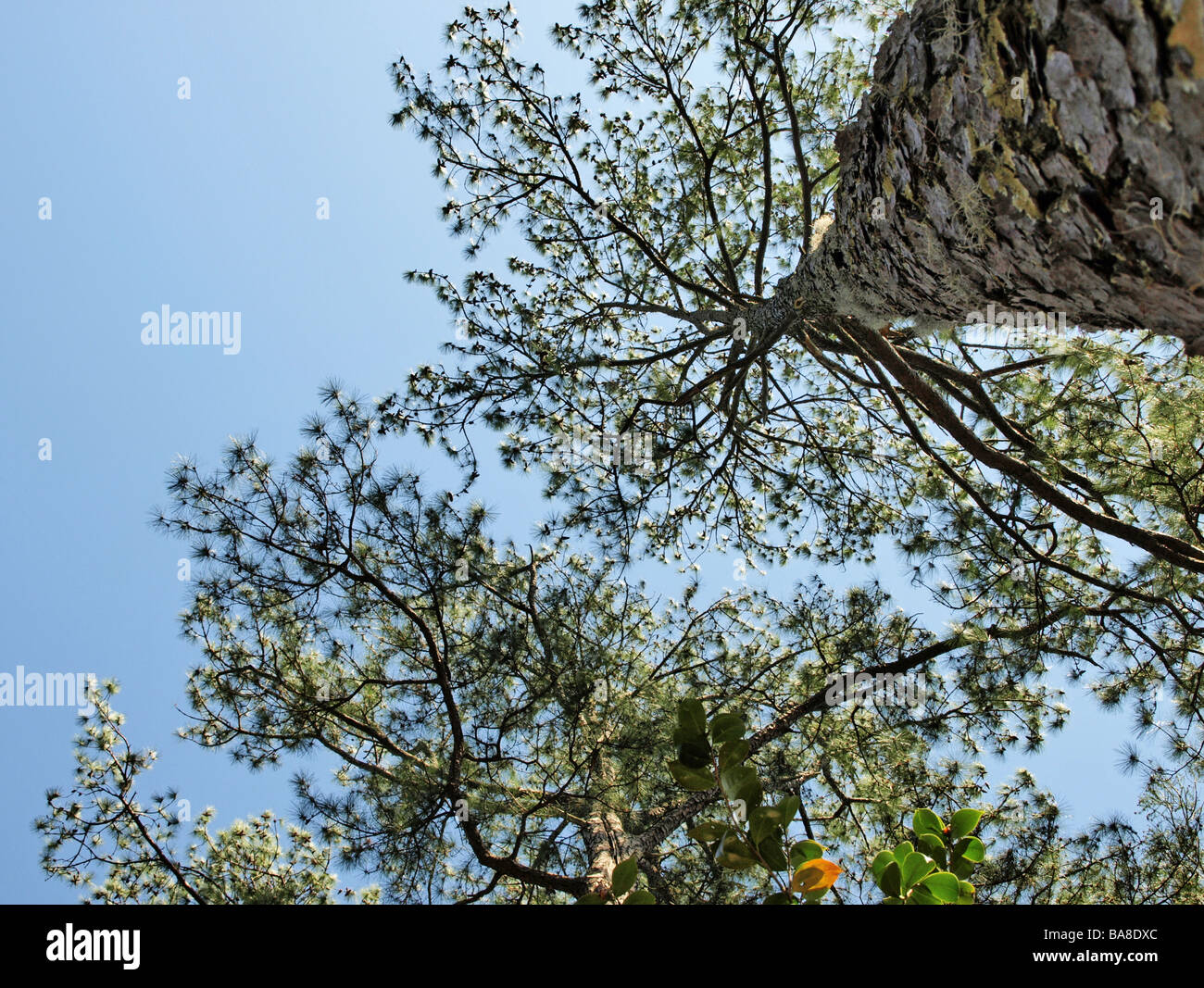 southern long leaf pine tree trees looking straight up to blue sky and ...