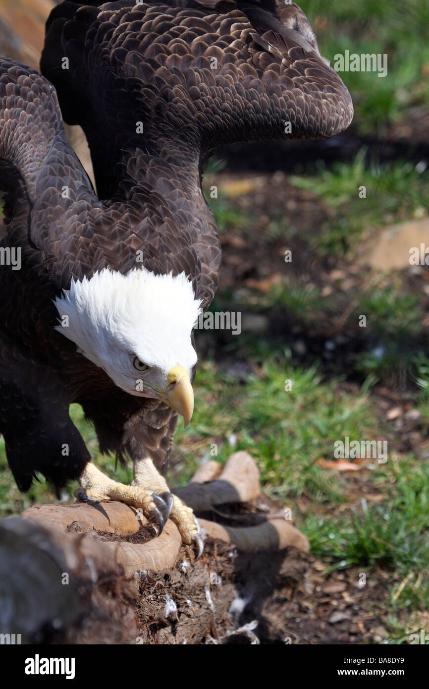 Bald eagle eagles hi-res stock photography and images - Alamy