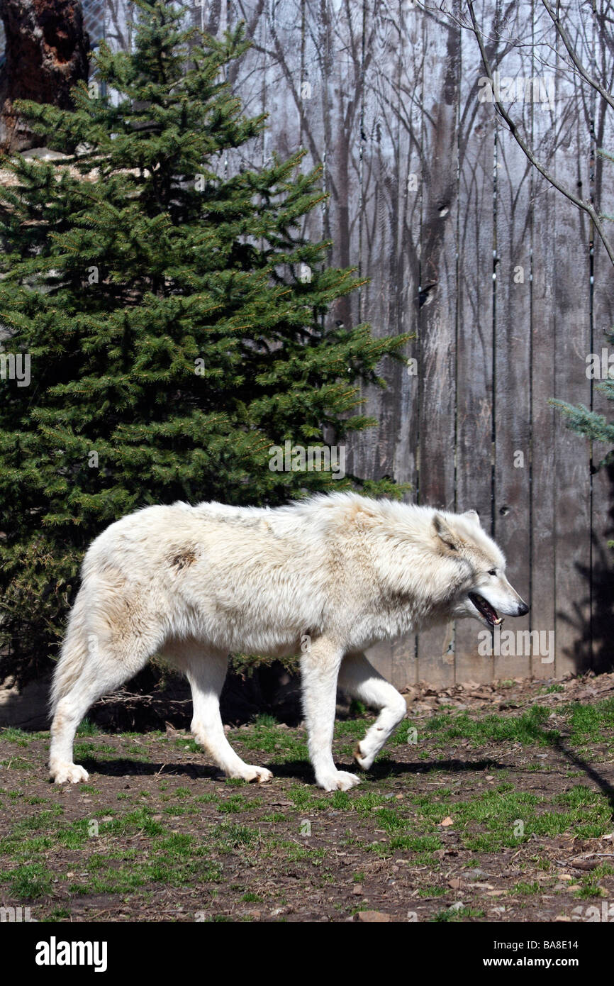 Grey wolf gray wolf hi-res stock photography and images - Alamy
