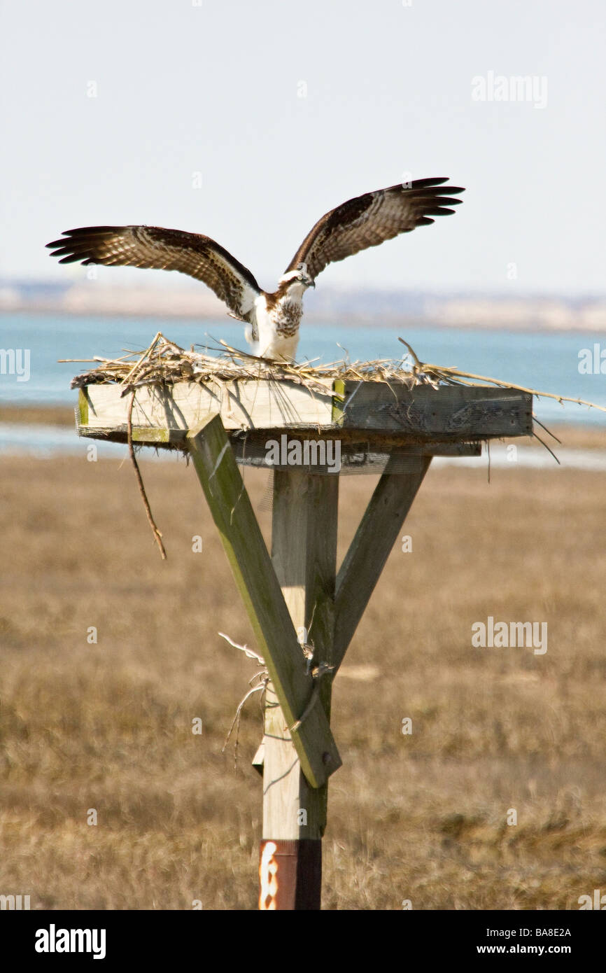 Nesting Platform High Resolution Stock Photography and Images - Alamy