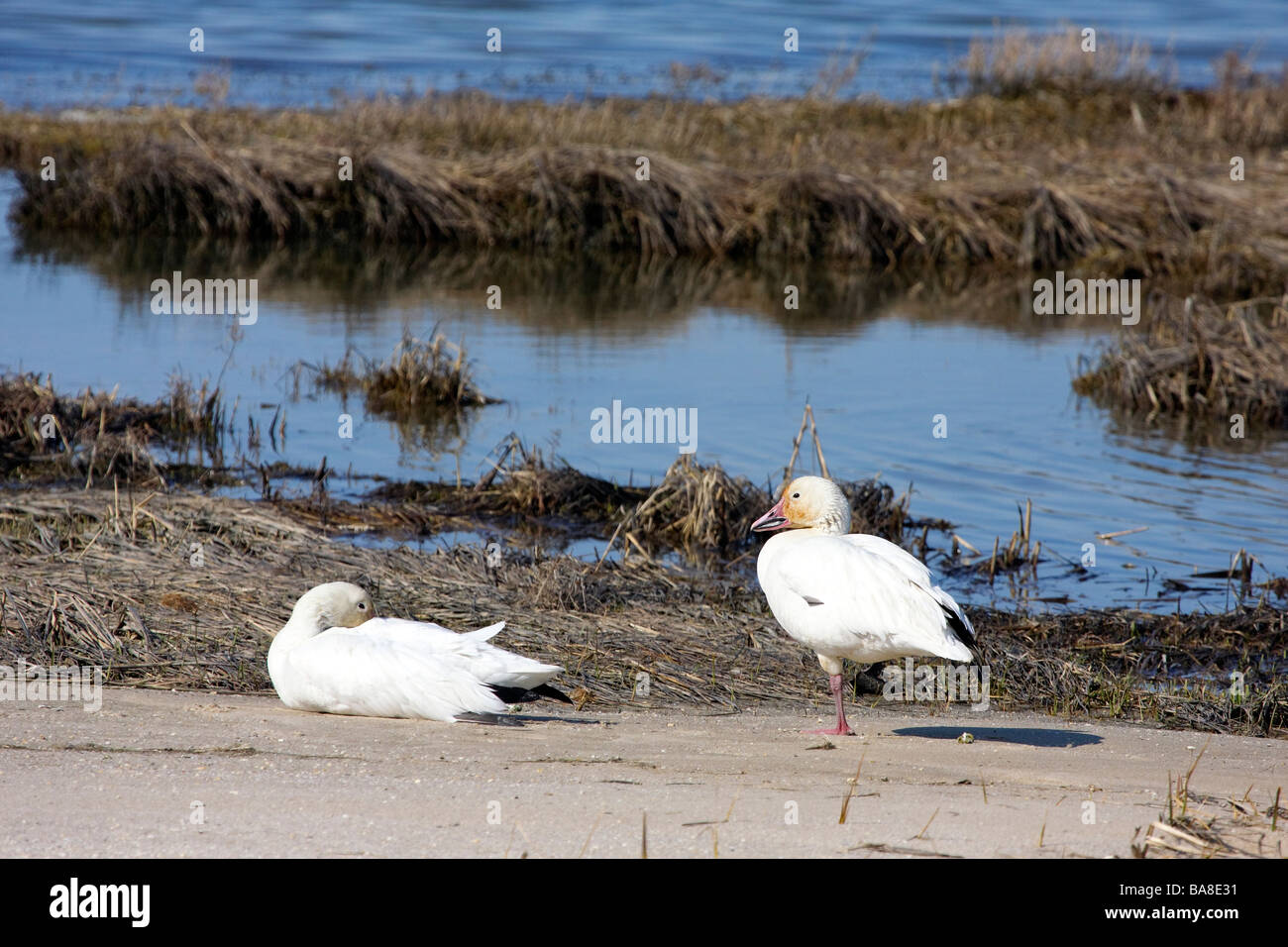 Snow Geese sitting along a salt marsh Stock Photo - Alamy