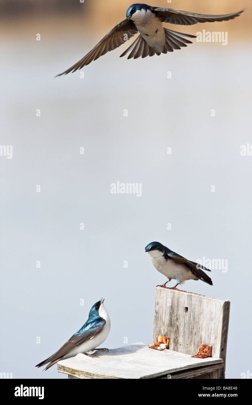 Tree Swallows at nesting box Stock Photo - Alamy