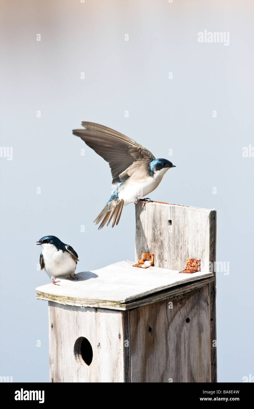 Tree Swallows on their nesting box Stock Photo - Alamy