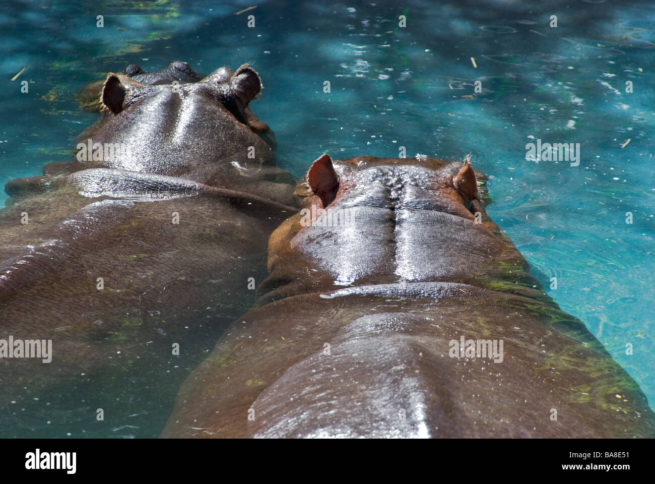 Fat Animals Obese Overweight High Resolution Stock Photography and ...