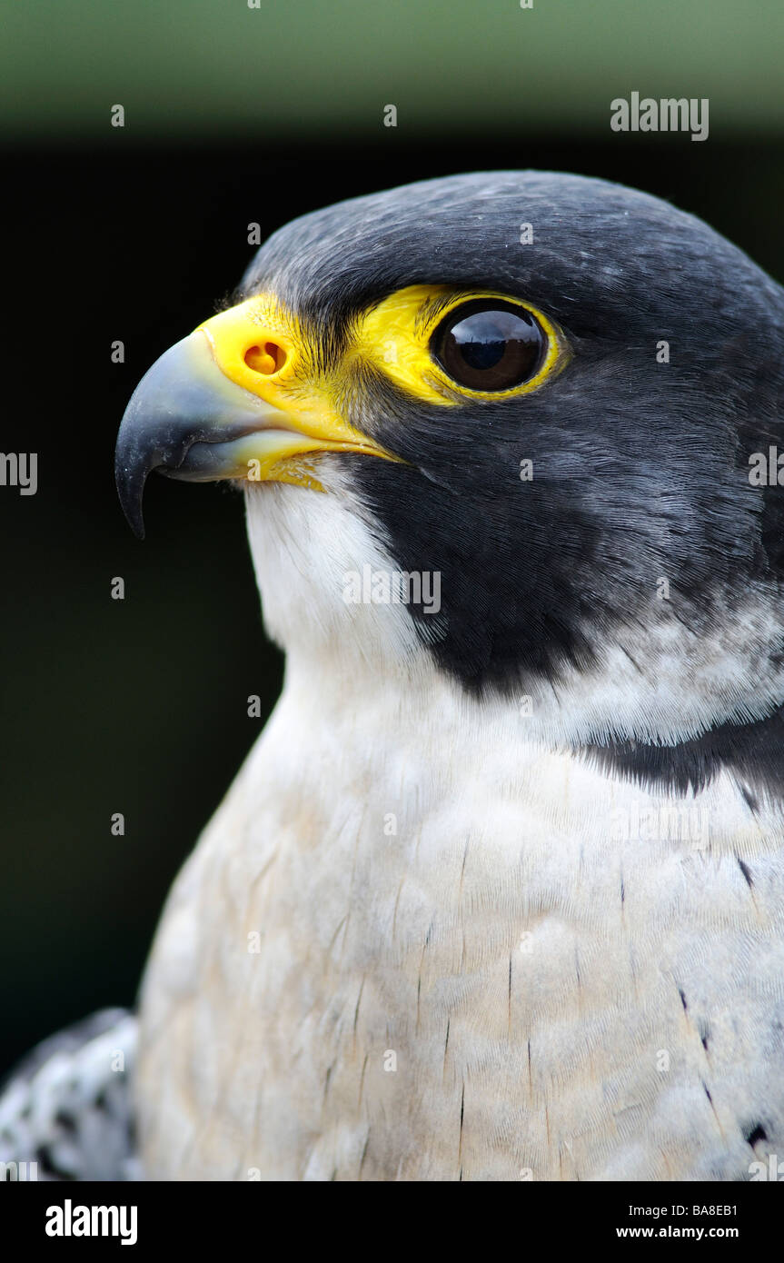 Close up portrait of captive Peregrine Falcon Stock Photo - Alamy