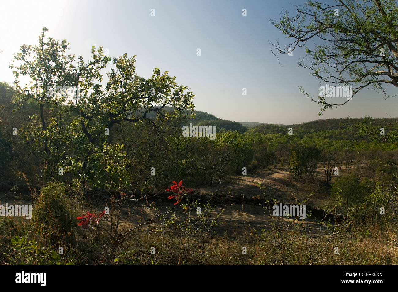 Landscape of forest in Bandhavgarh National Park Madhya Pradesh ...