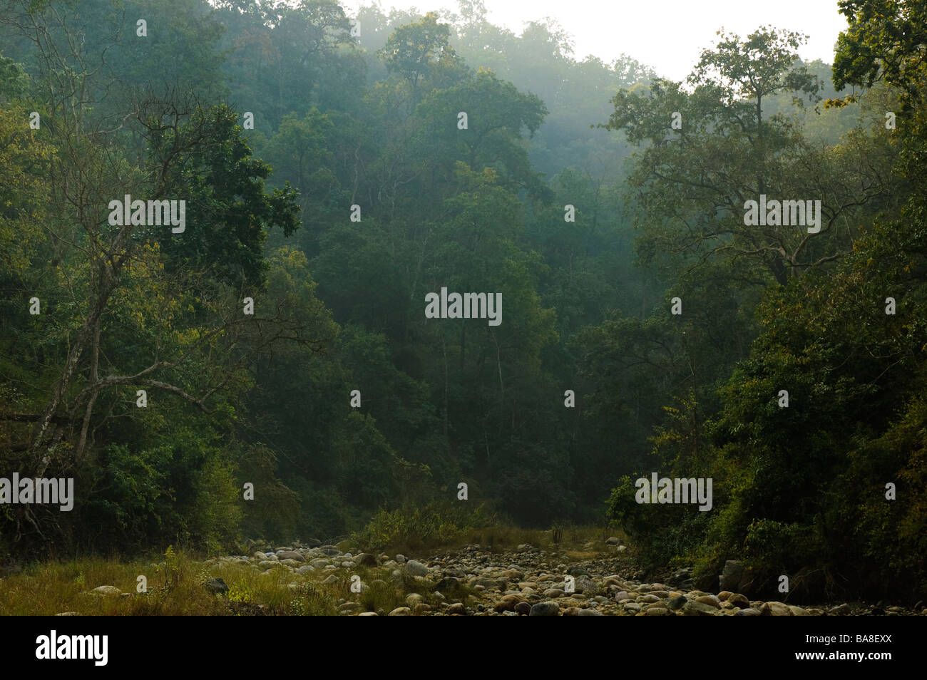 Jungle dry river bed riverbed hi-res stock photography and images - Alamy