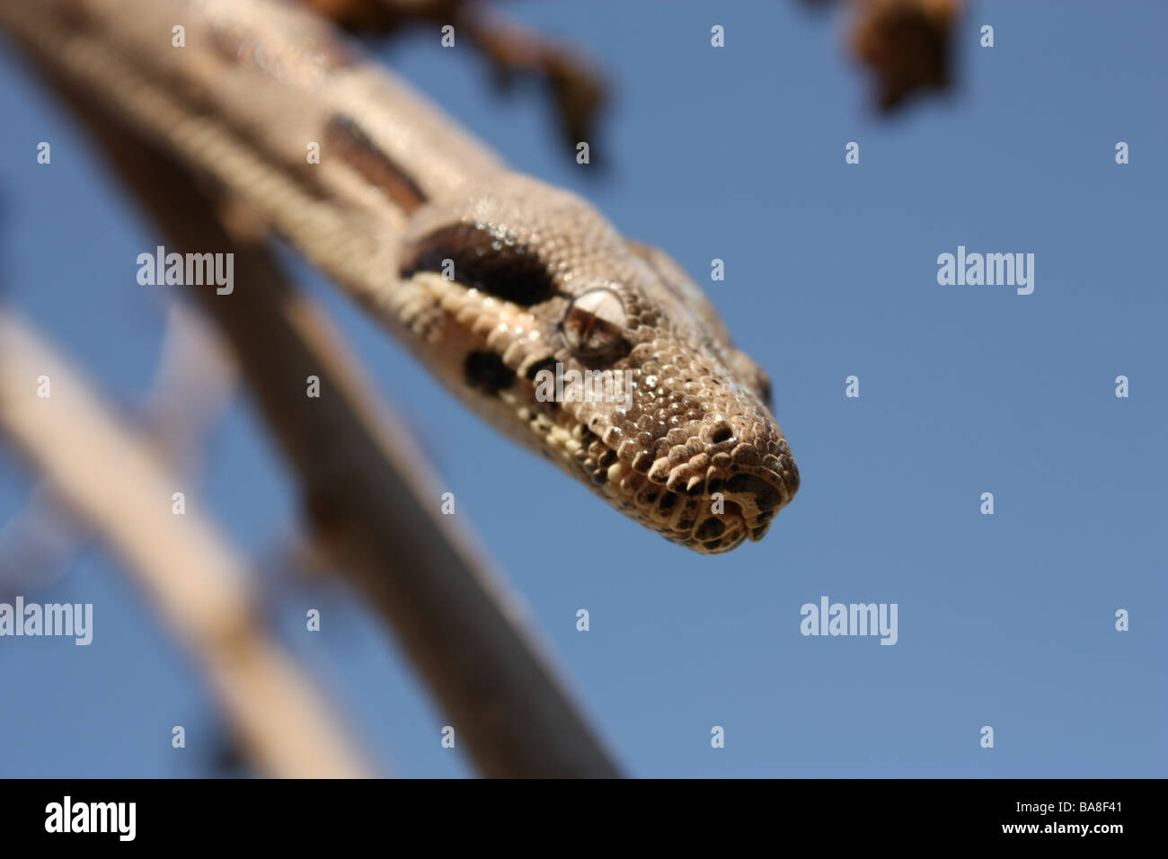 Columbian Boa Stock Photo - Alamy