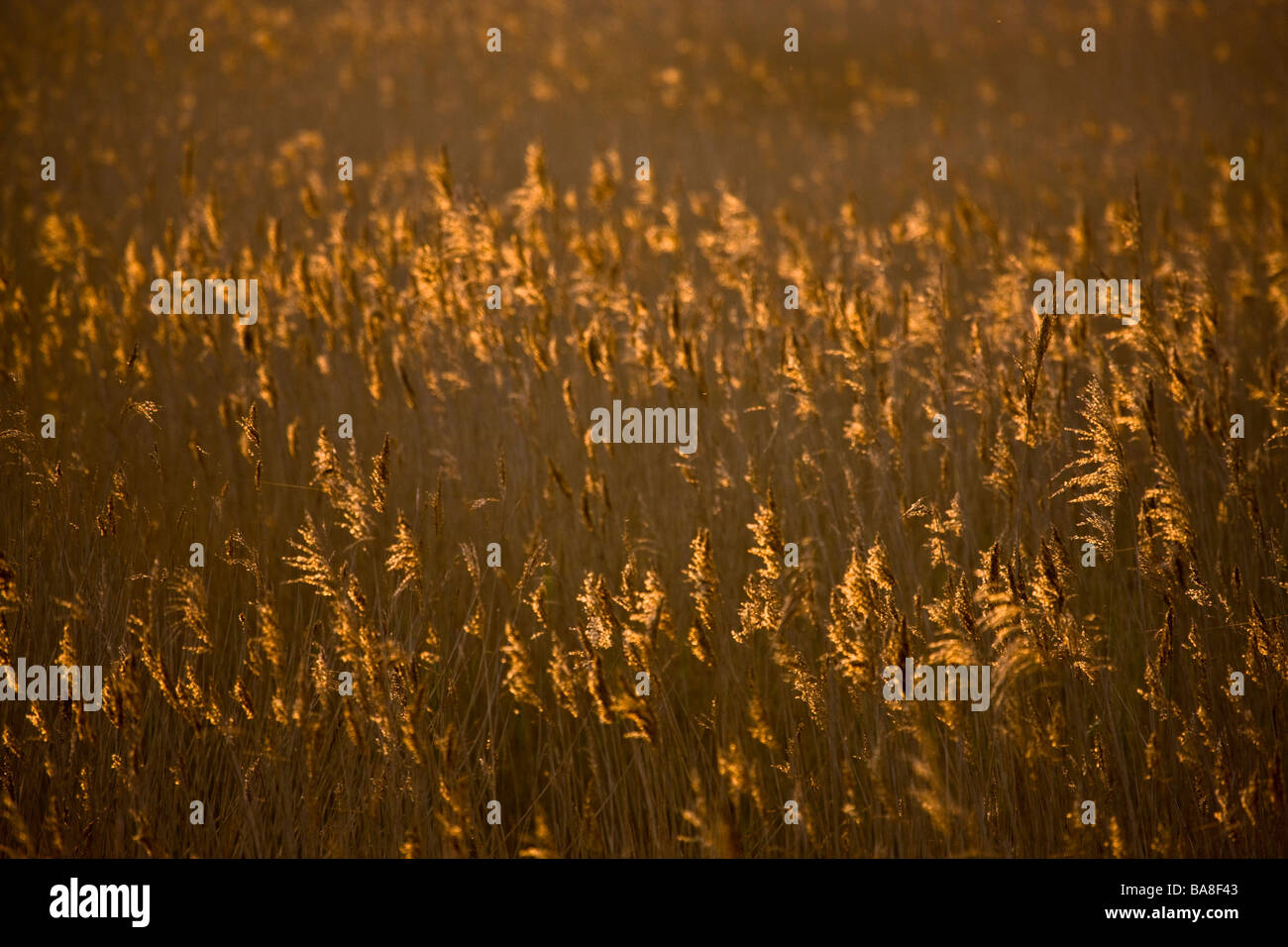 Norfolk reed at sunrise Salthouse Norfolk Stock Photo - Alamy