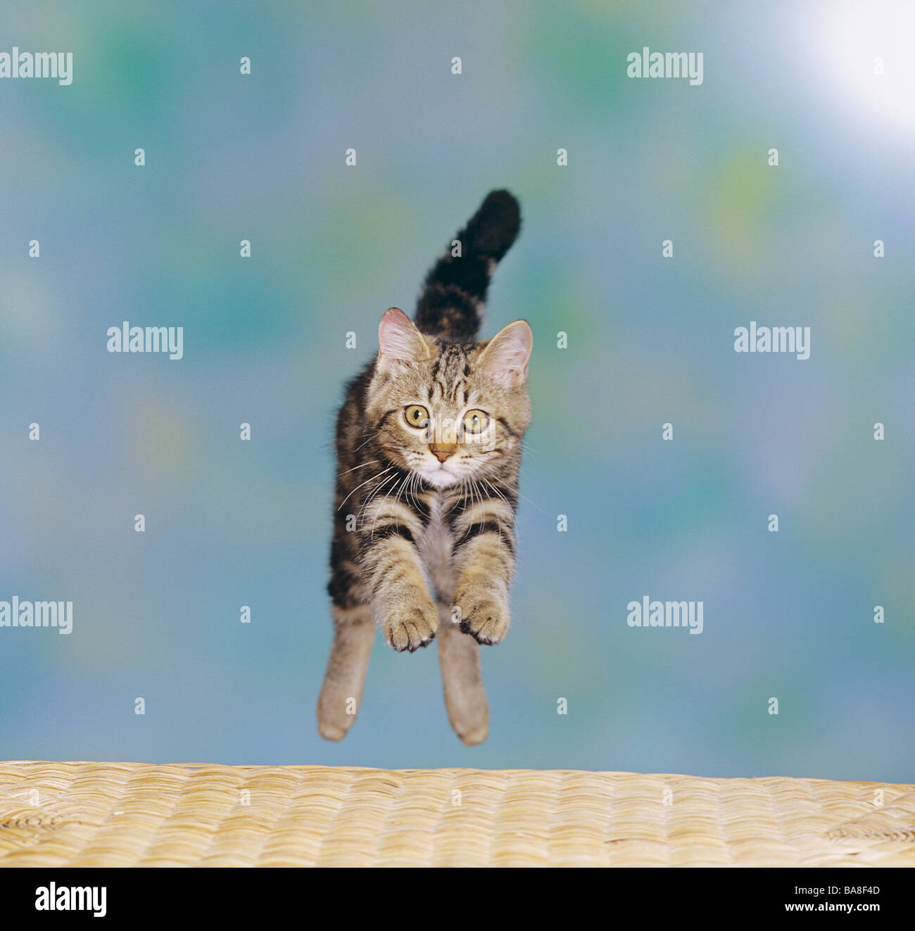 tabby domestic cat - jumping Stock Photo - Alamy