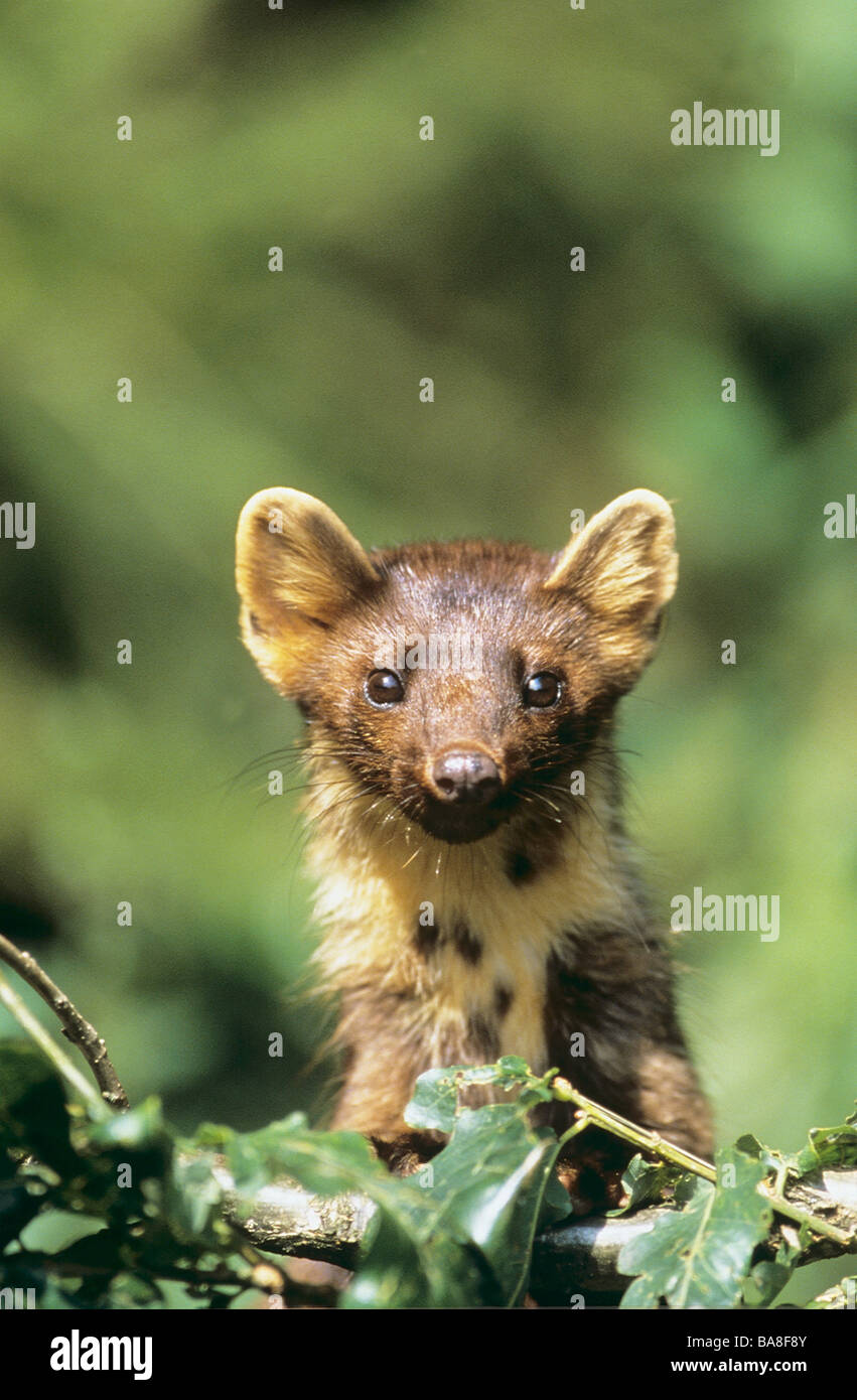 Pine Marten - Portrait / Martes martes Stock Photo - Alamy