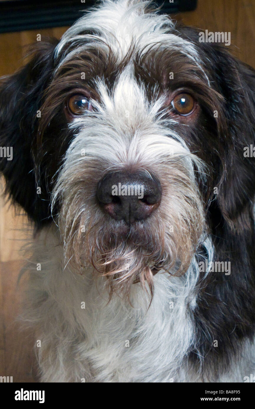 German Wirehaired Pointer dog Stock Photo - Alamy