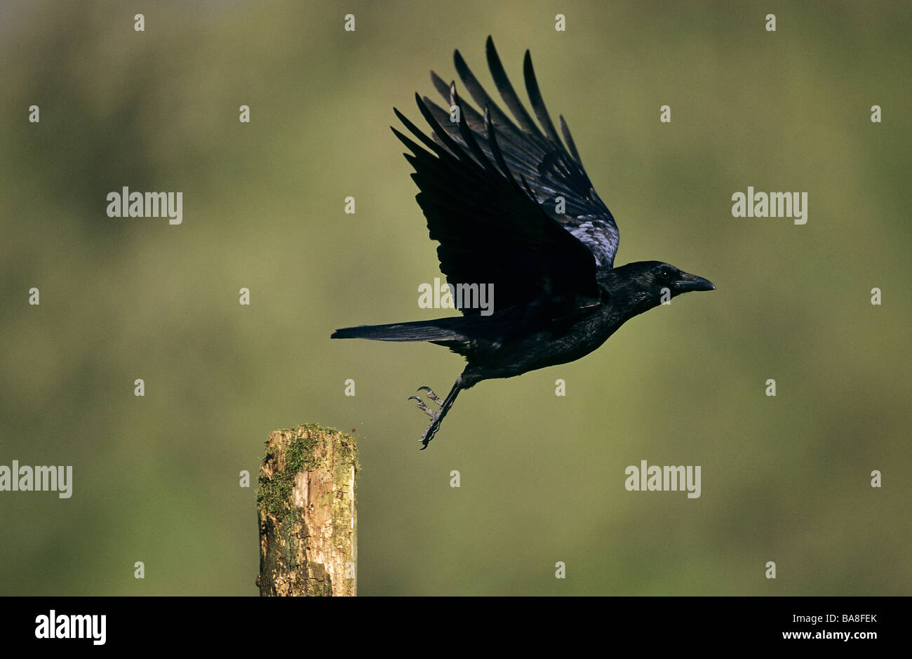 Carrion Crow - flying / Corvus corone Stock Photo - Alamy