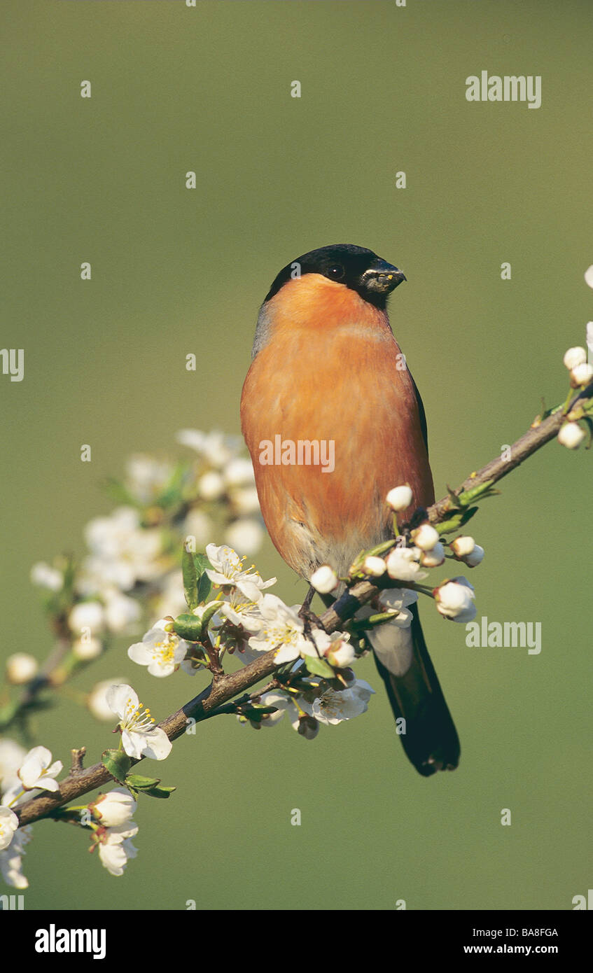 Eurasian bullfinch sitting on hi-res stock photography and images - Alamy