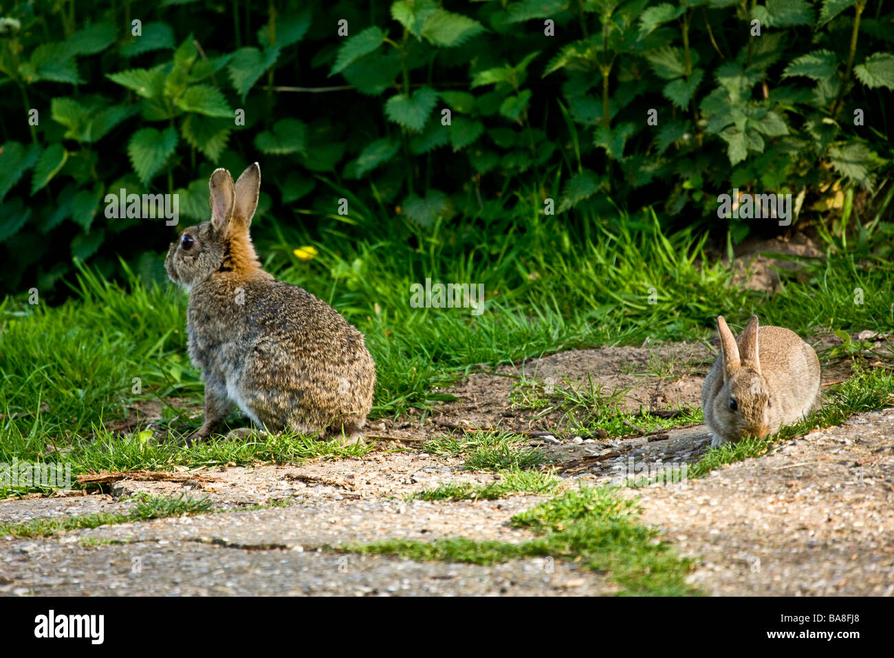 rabbit out in daytime Stock Photo - Alamy
