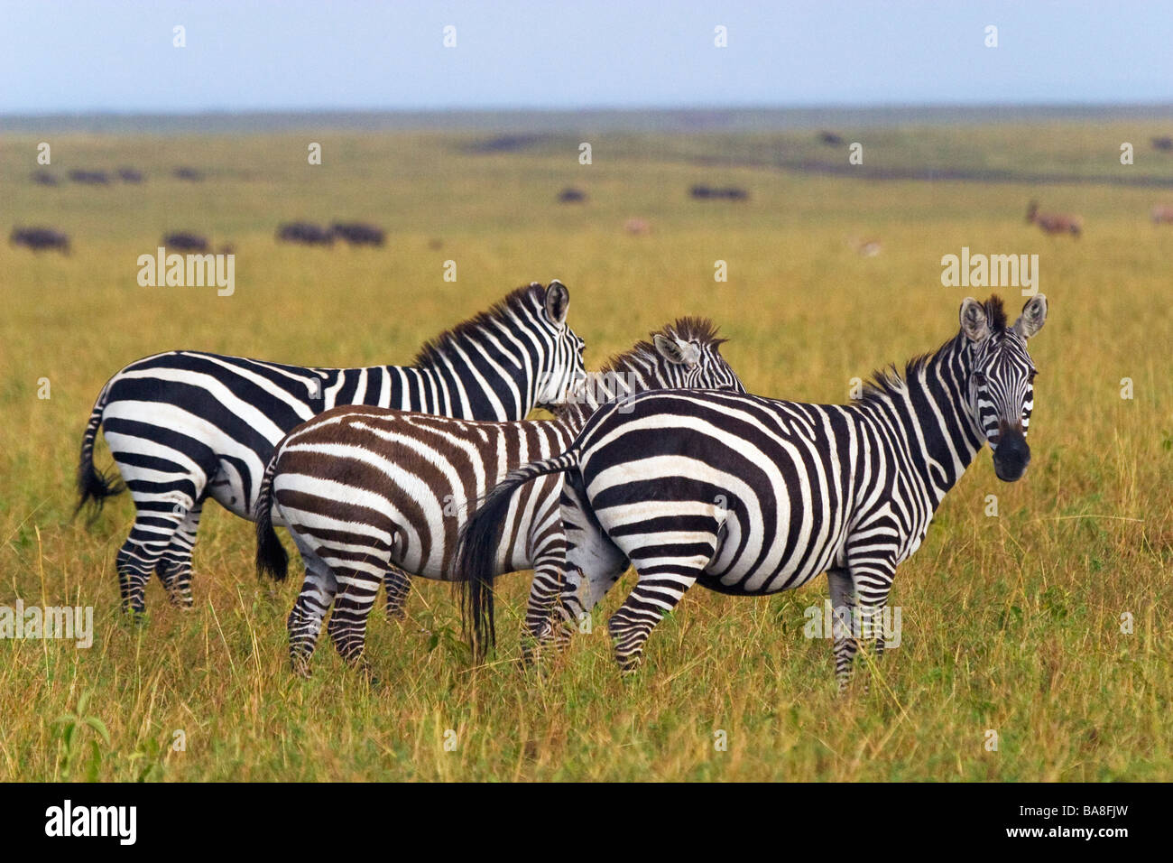 Three Zebra 3 standing in savannah grass Masai Mara National Nature ...