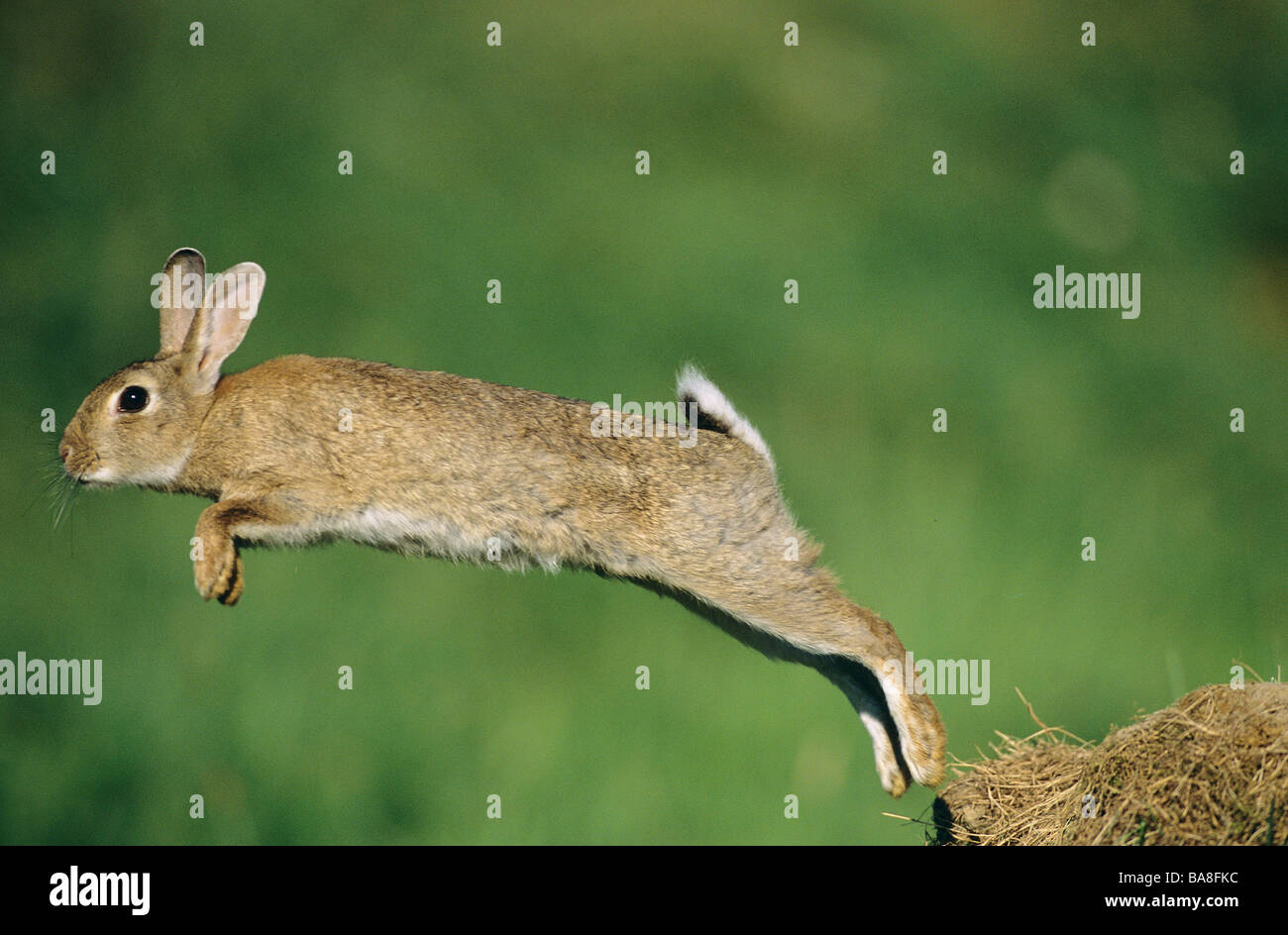 European Rabbit (Oryctolagus cuniculus). Adult leaping Stock Photo - Alamy