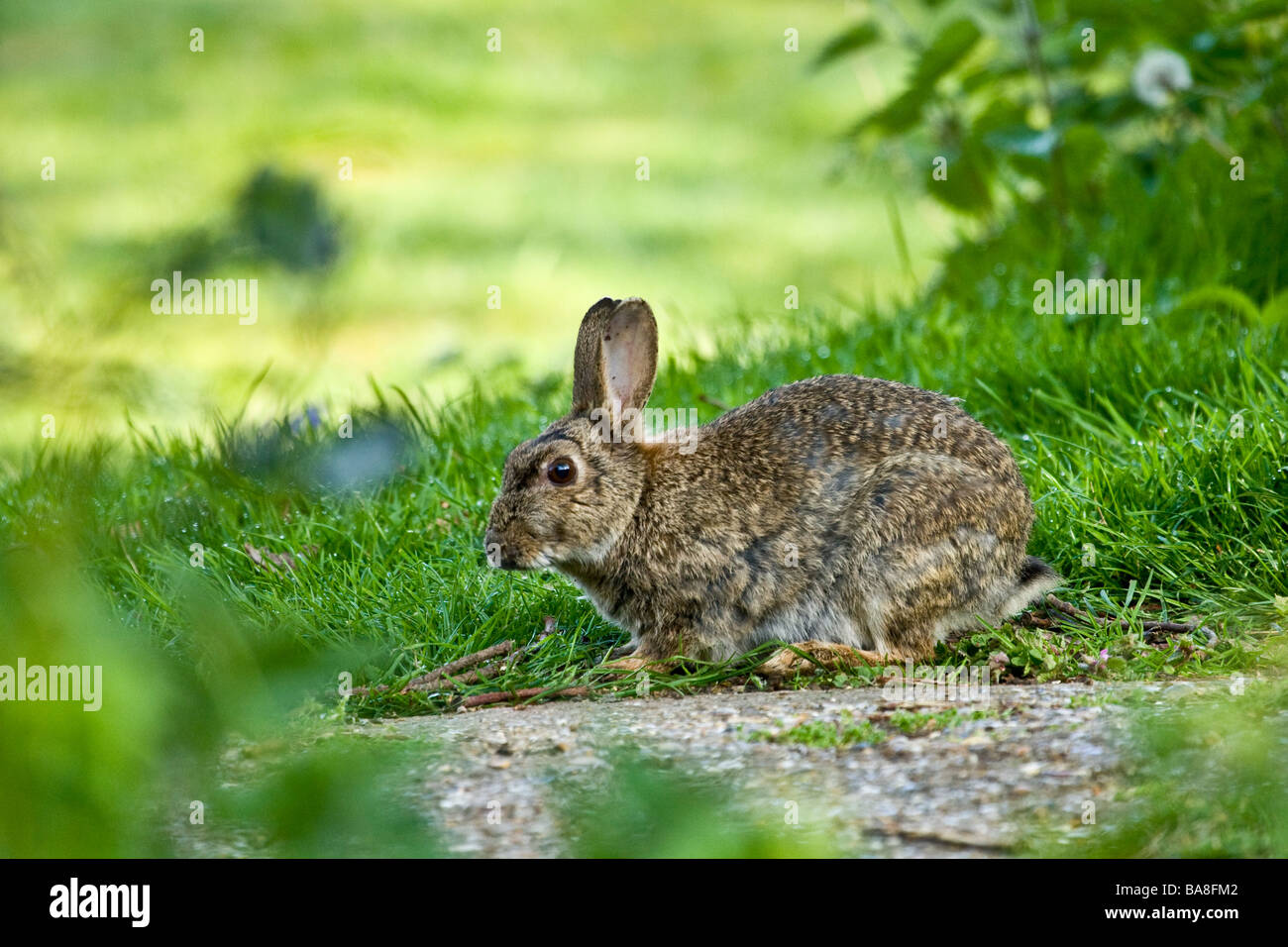 Rabbit out hi-res stock photography and images - Alamy