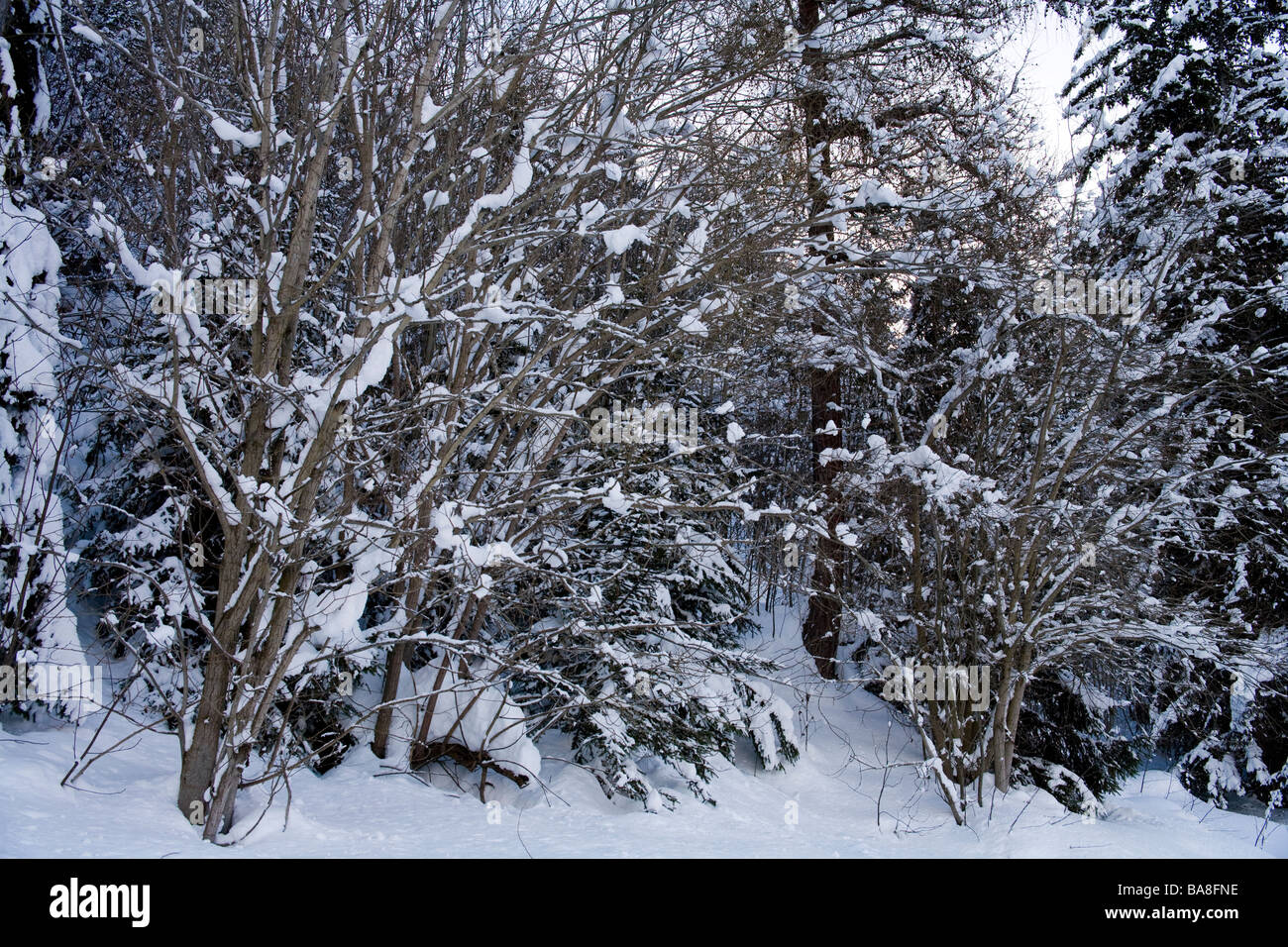 Alpine forest hi-res stock photography and images - Alamy