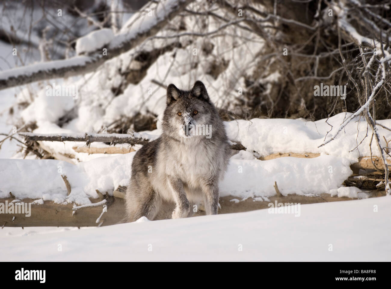 Wolf in the snow Stock Photo - Alamy