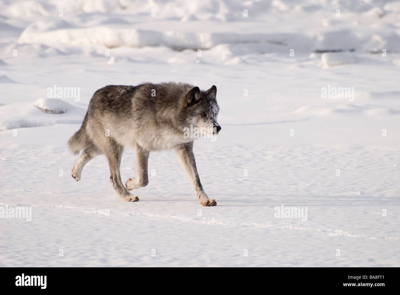 Wolf running in the snow Stock Photo - Alamy