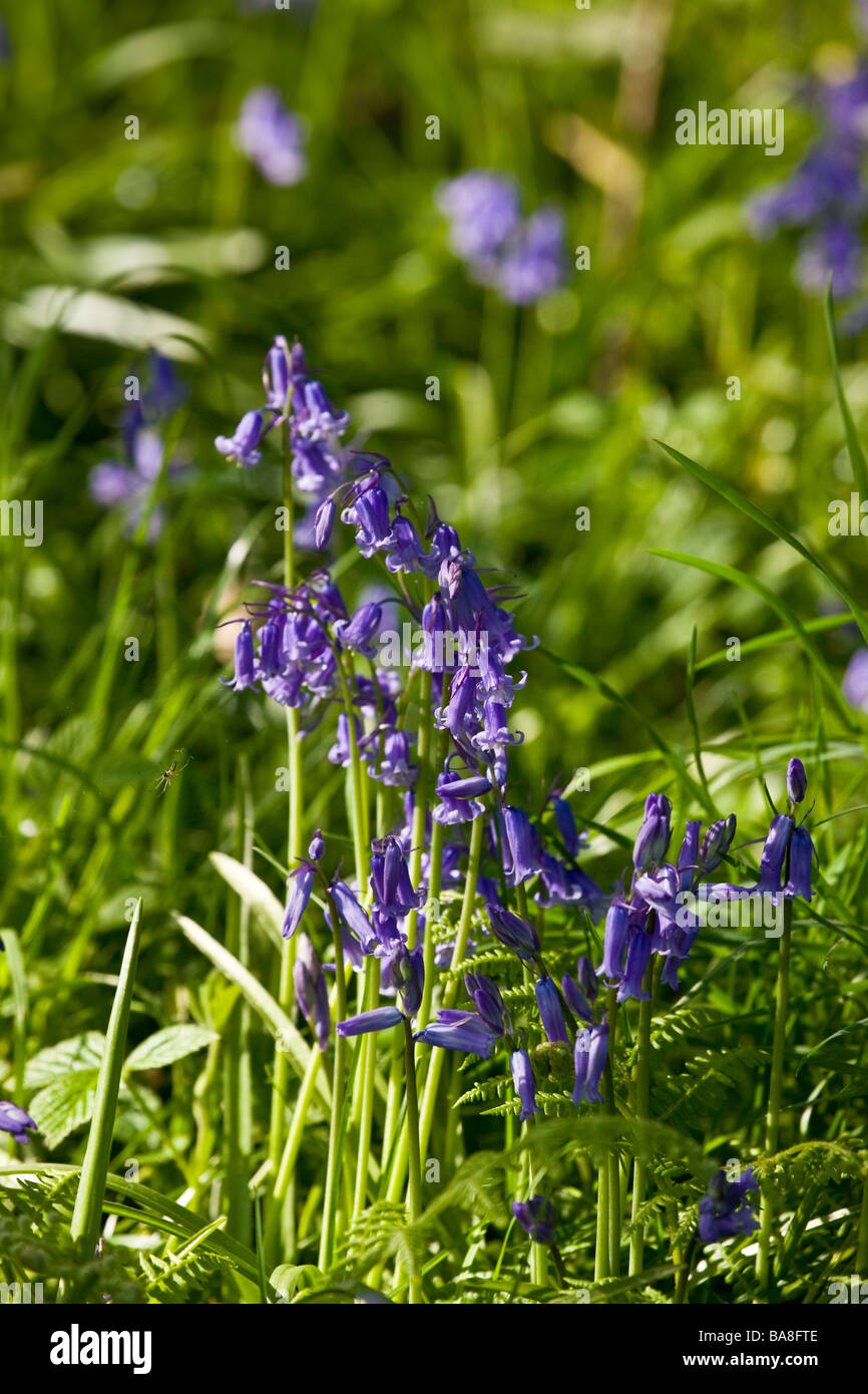 bluebells in spring Stock Photo - Alamy