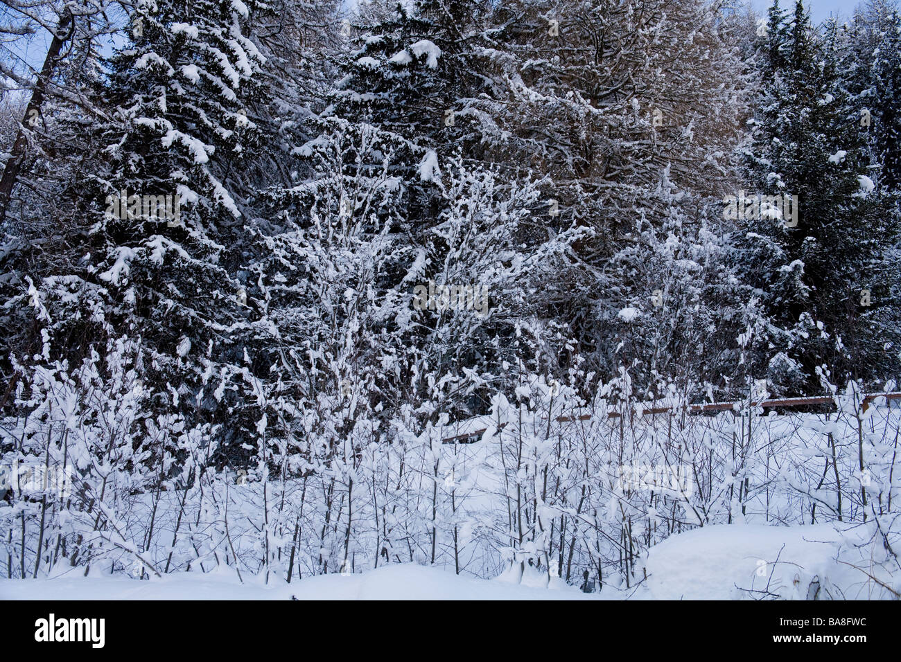 Alpine forest hi-res stock photography and images - Alamy