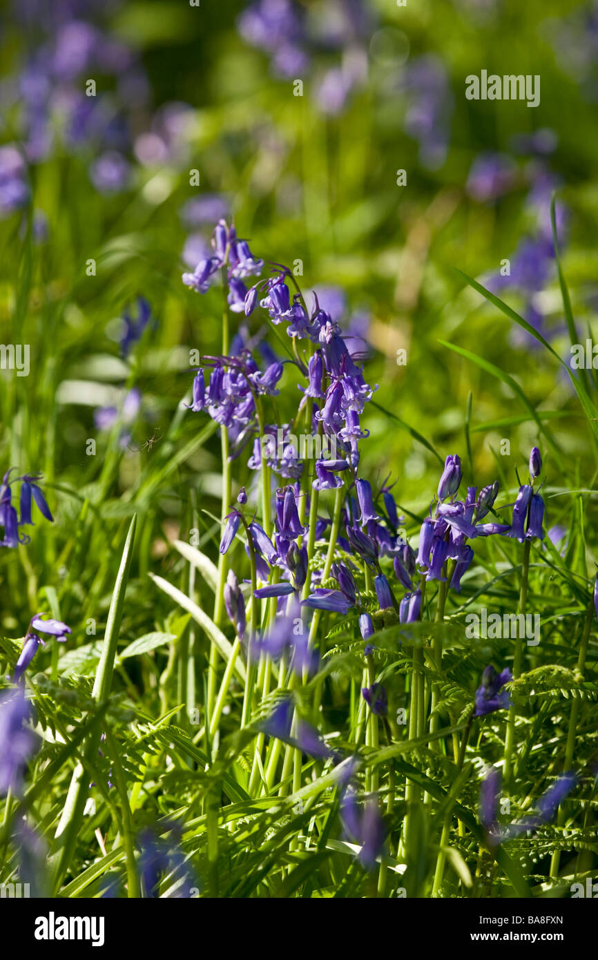 Bluebells in spring hi-res stock photography and images - Alamy