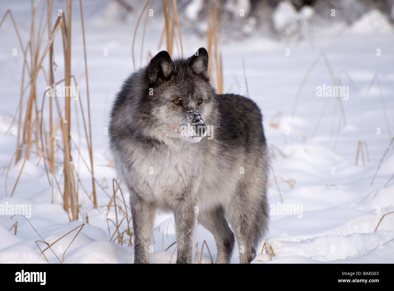 Wolf in the snow Stock Photo - Alamy