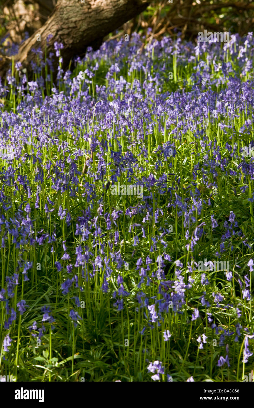 bluebells in spring Stock Photo - Alamy