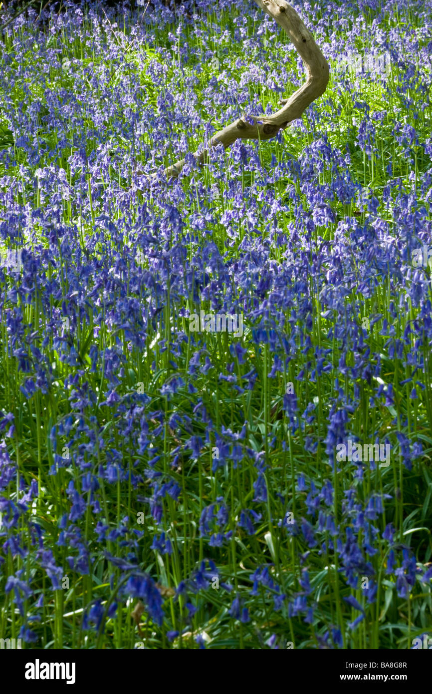 bluebells in spring Stock Photo - Alamy