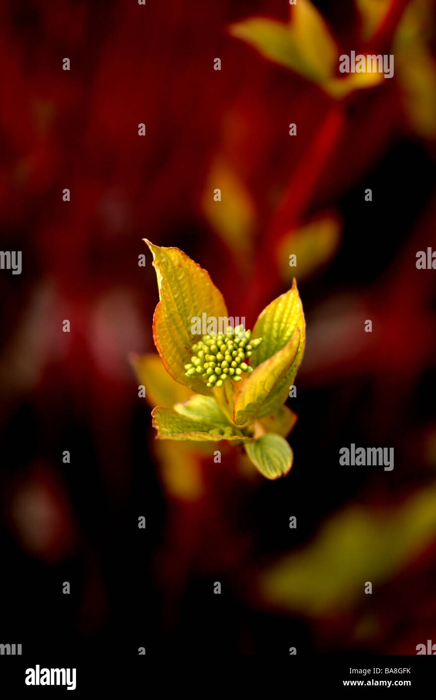 Cornus green stems winter hi-res stock photography and images - Alamy