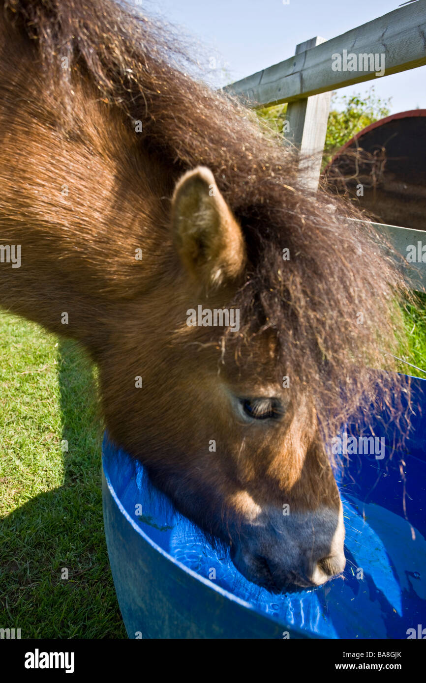 Clean pony hi-res stock photography and images - Alamy