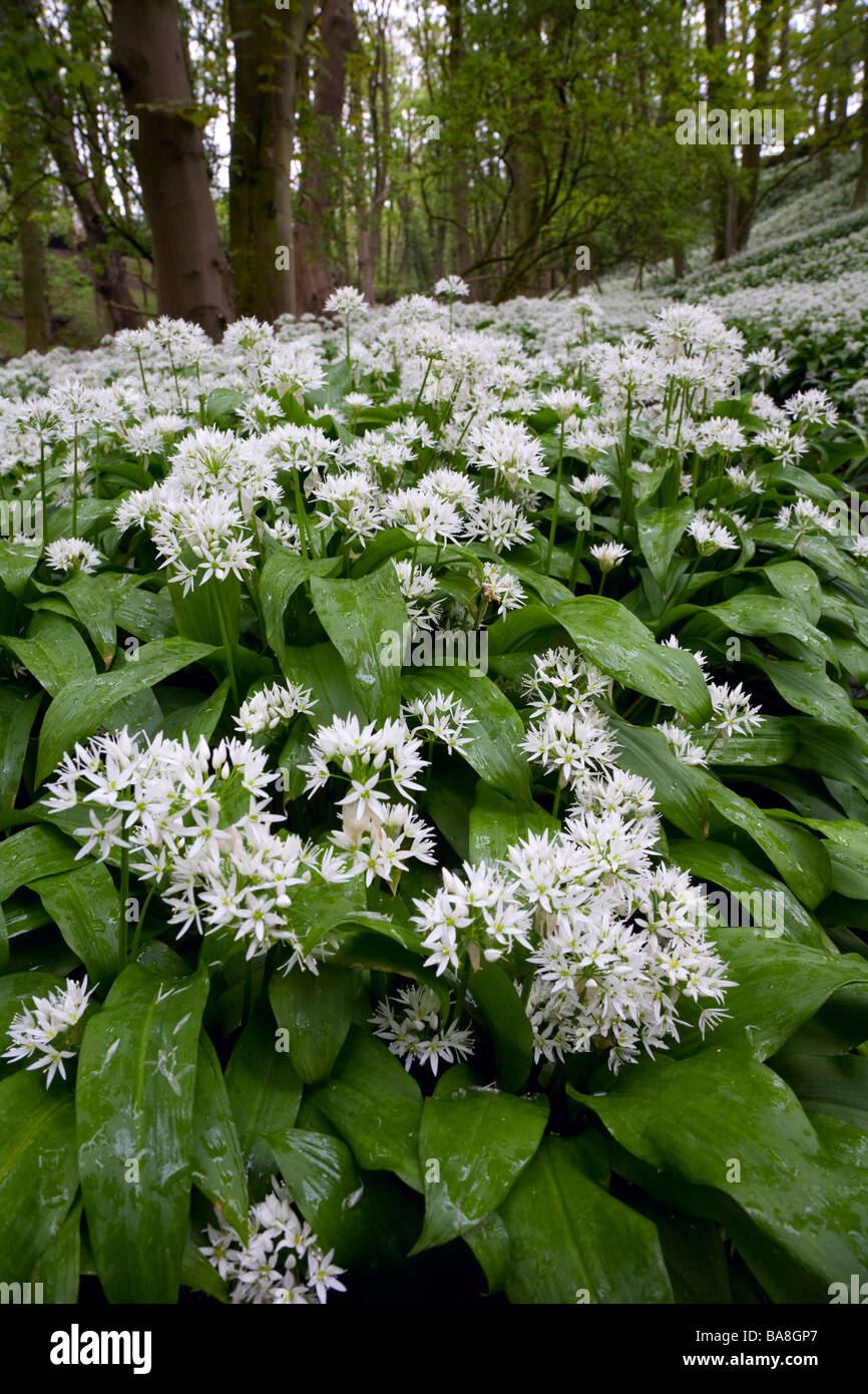 Ramsons hi-res stock photography and images - Alamy