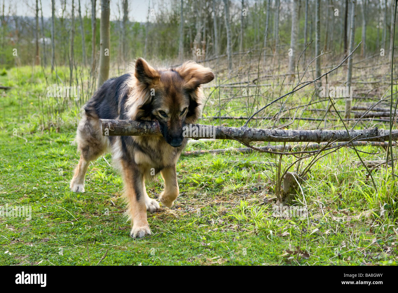 German Shepherd dog picking up small cut tree and trying to bring it ...