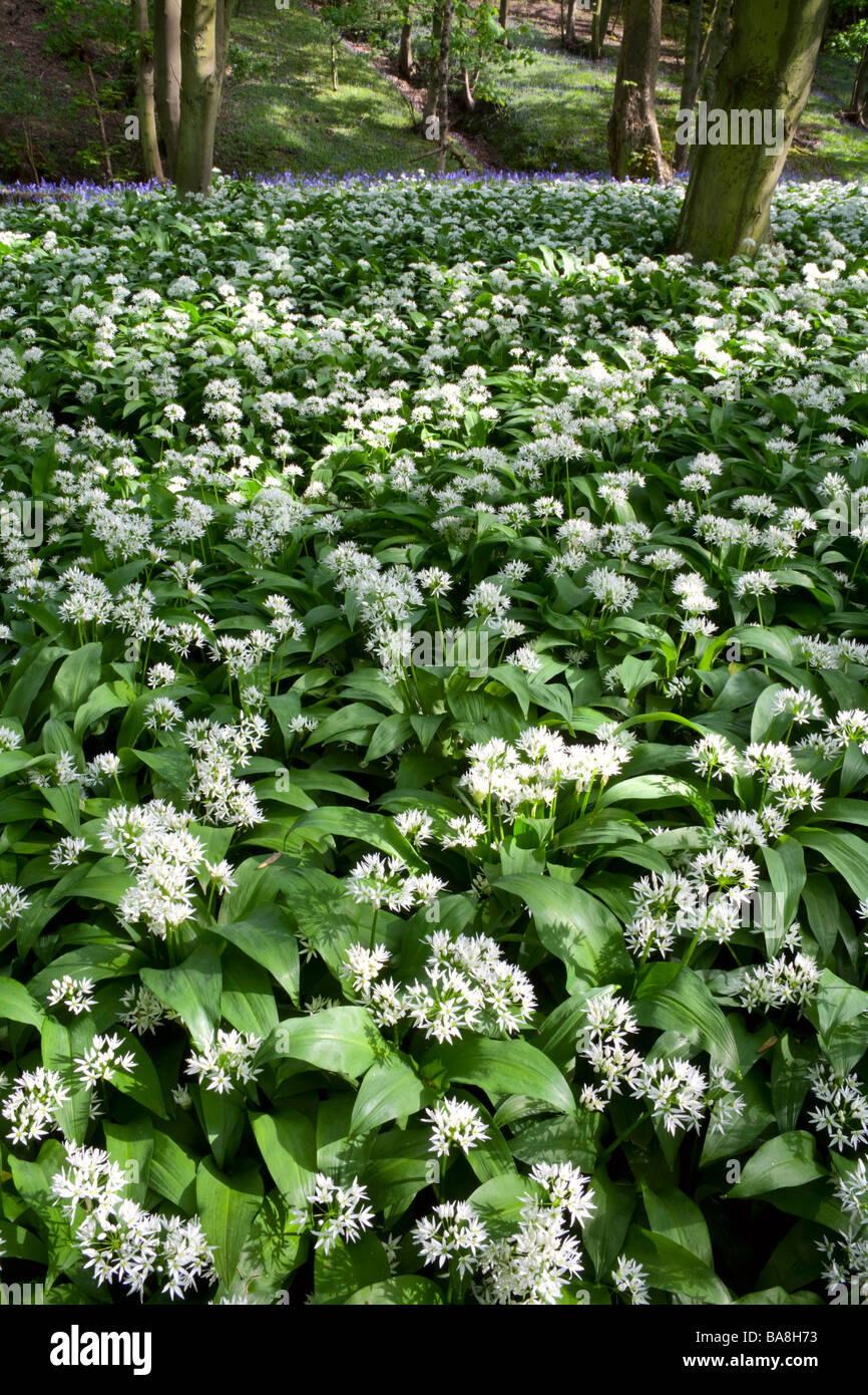 Woodland ramsons lancashire uk flowers hi-res stock photography and ...