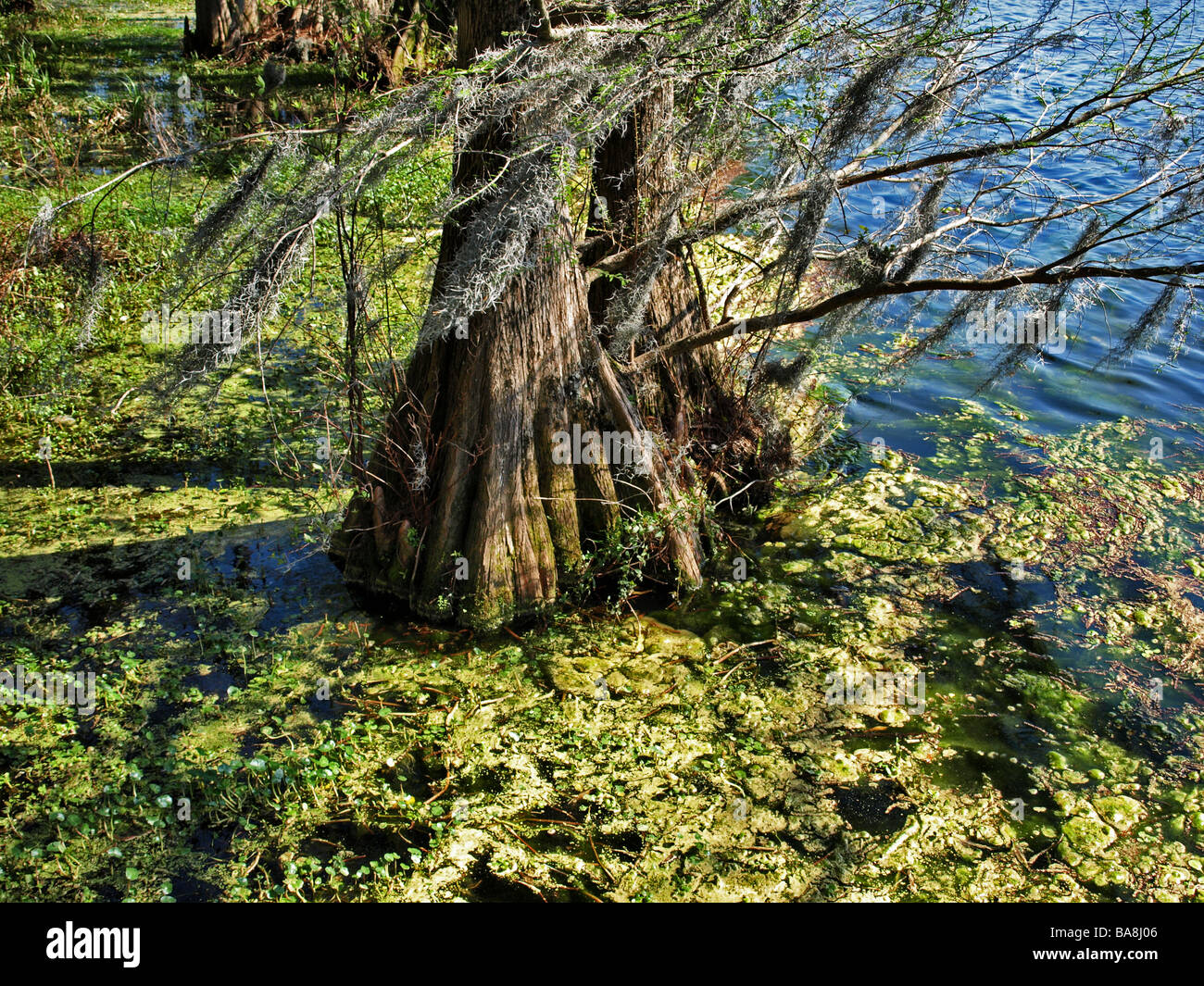 Cypress tree lake hi-res stock photography and images - Alamy