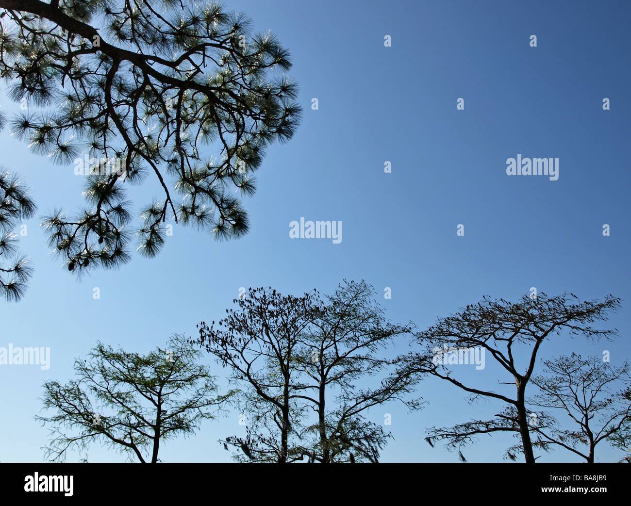 skyline view of trees in distance with a single tree branch in ...
