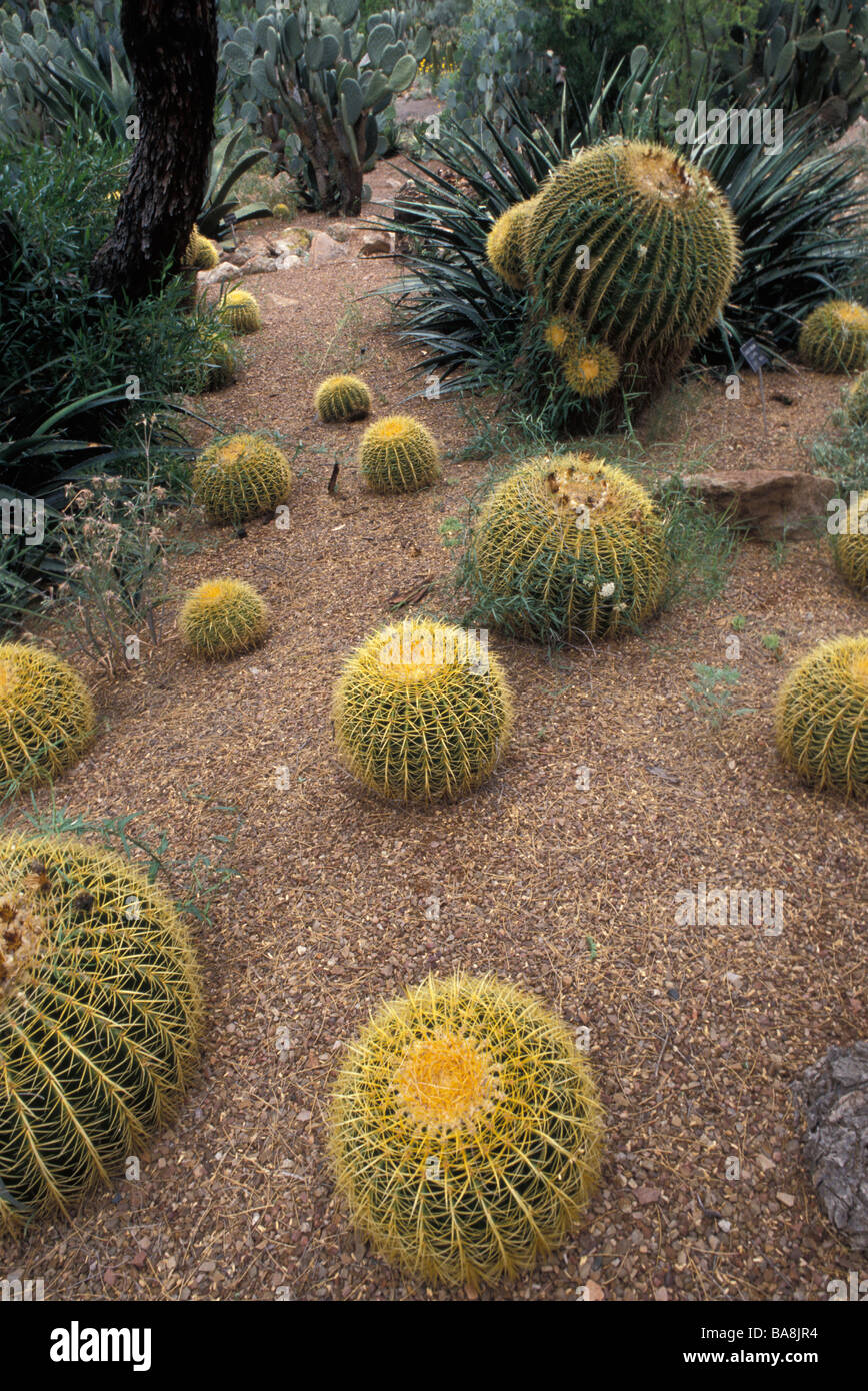 Cactus at the Boyce Thompson Arboretum in Superior Arizona Stock Photo ...