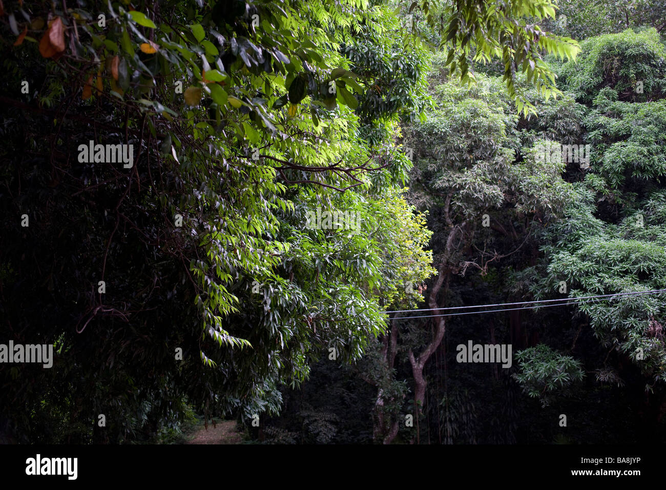 Power lines visible through trees Stock Photo - Alamy