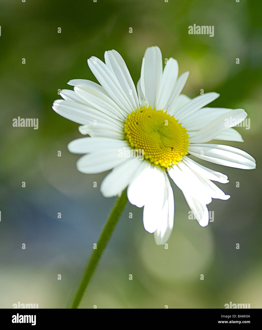 a single ox-eye daisy in the garden Stock Photo - Alamy